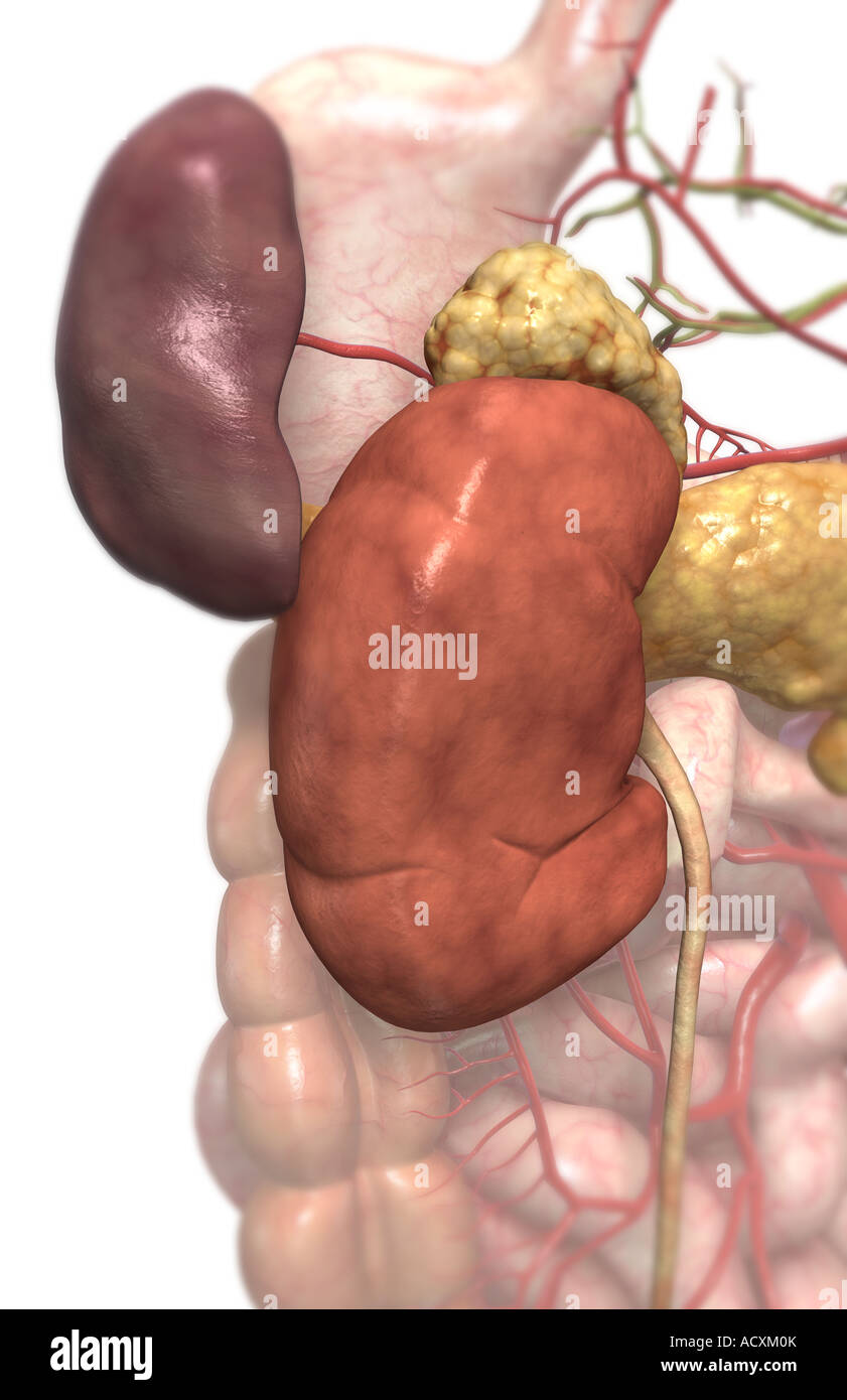 Human digestive back view hi-res stock photography and images - Alamy