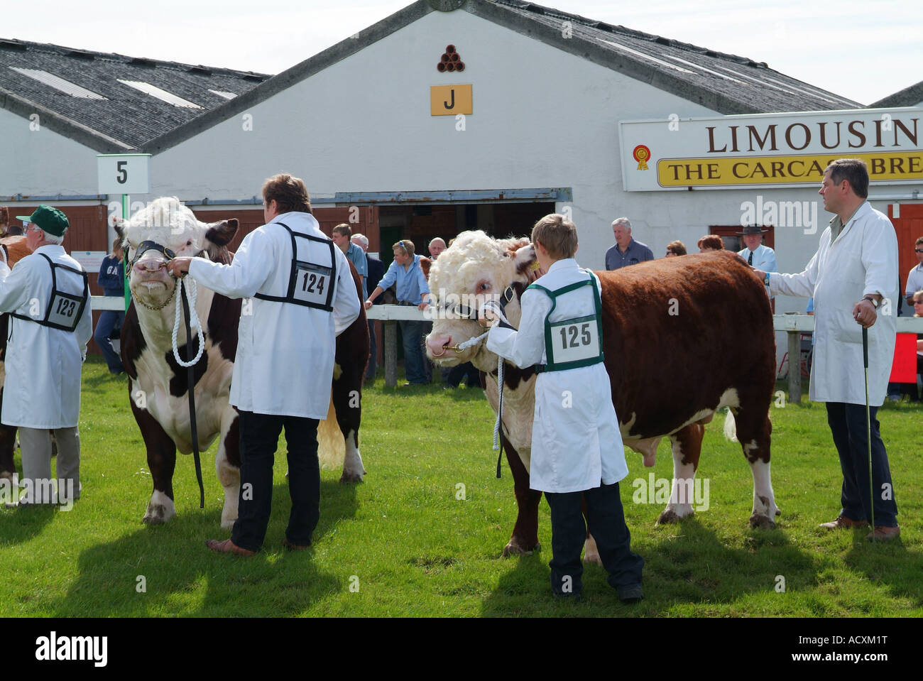 Cattle at the Great Yorkshire Show, North Yorkshire, England Stock ...