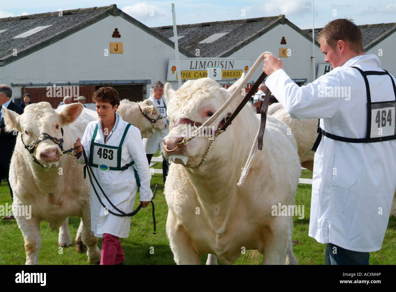Cattle being shown, Great Yorkshire Show, North Yorkshire, England ...