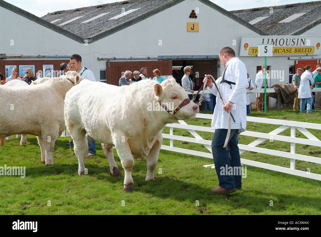 Cattle being shown, Great Yorkshire Show, North Yorkshire, England ...