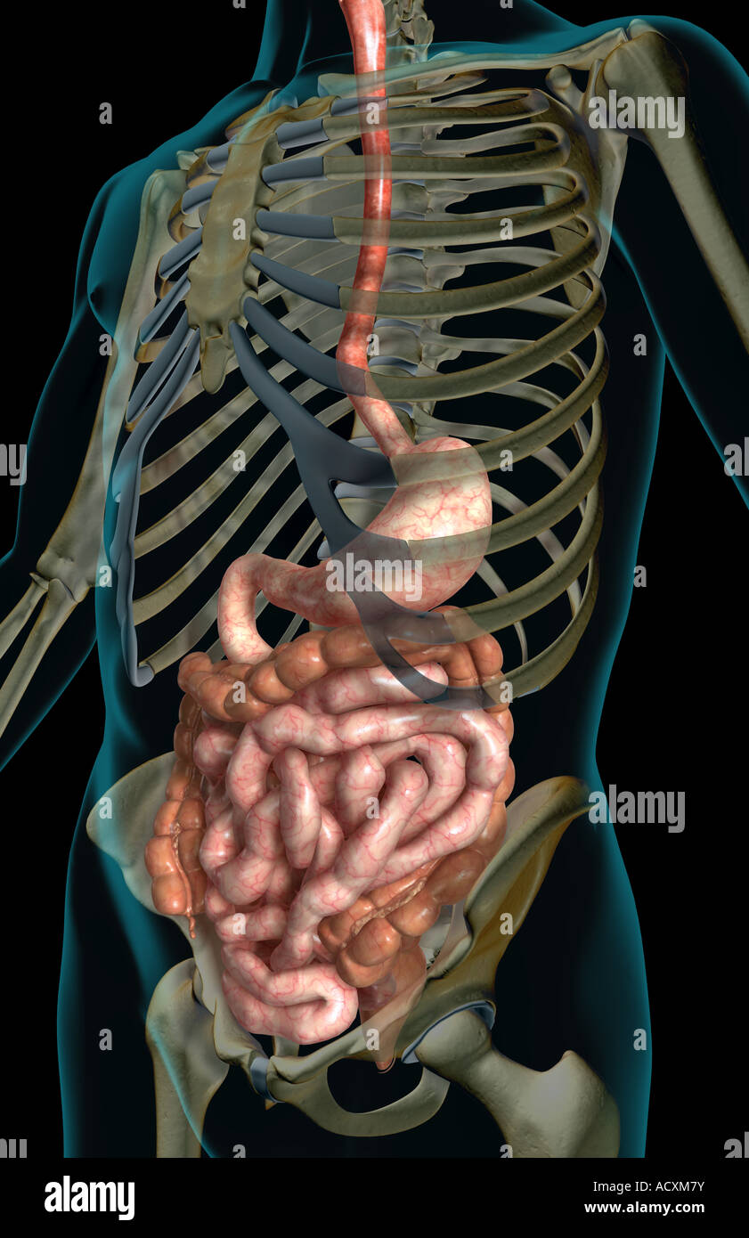 Side view the small intestine and the large intestine hi-res stock ...
