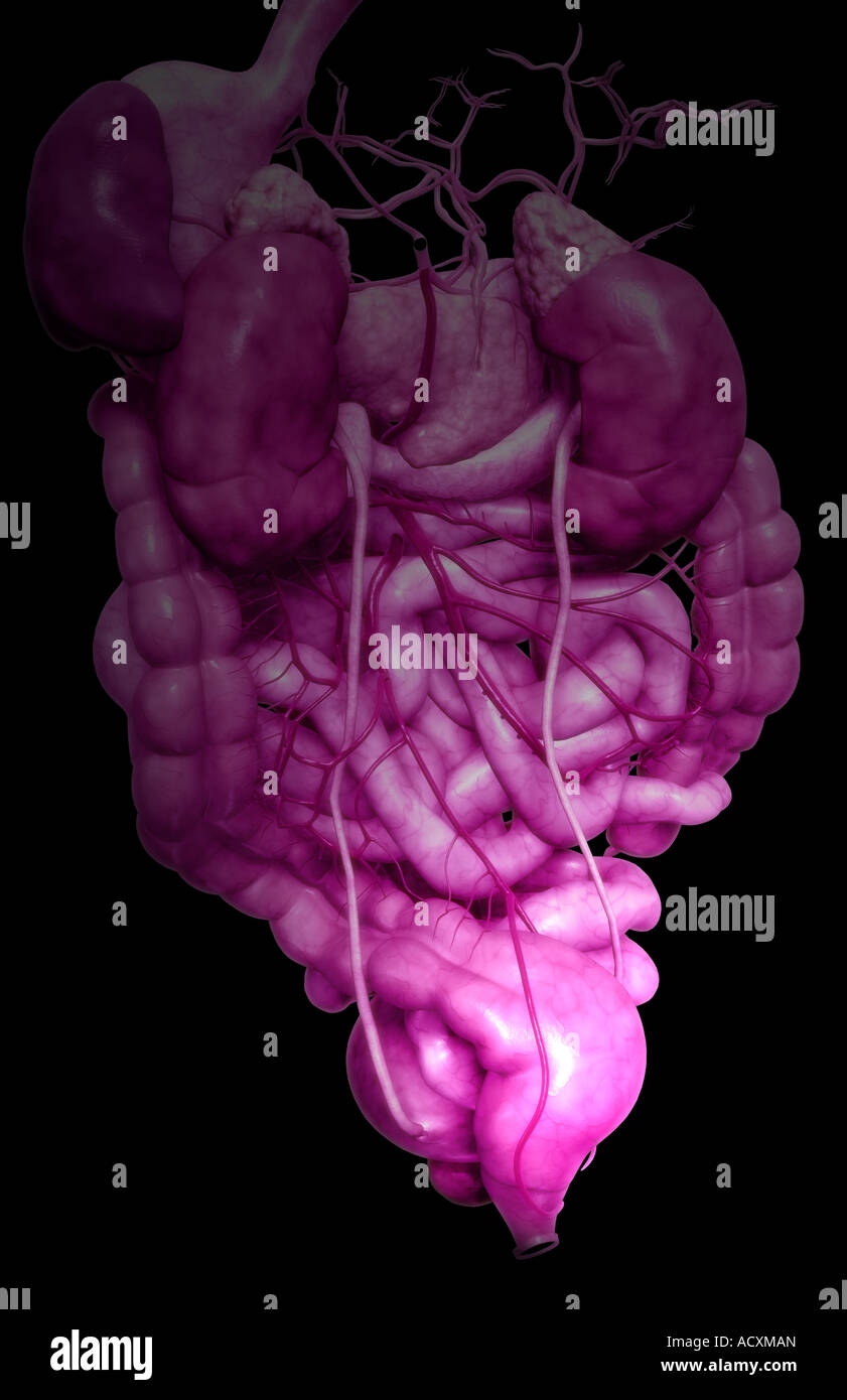 Human digestive small intestine back hi-res stock photography and ...