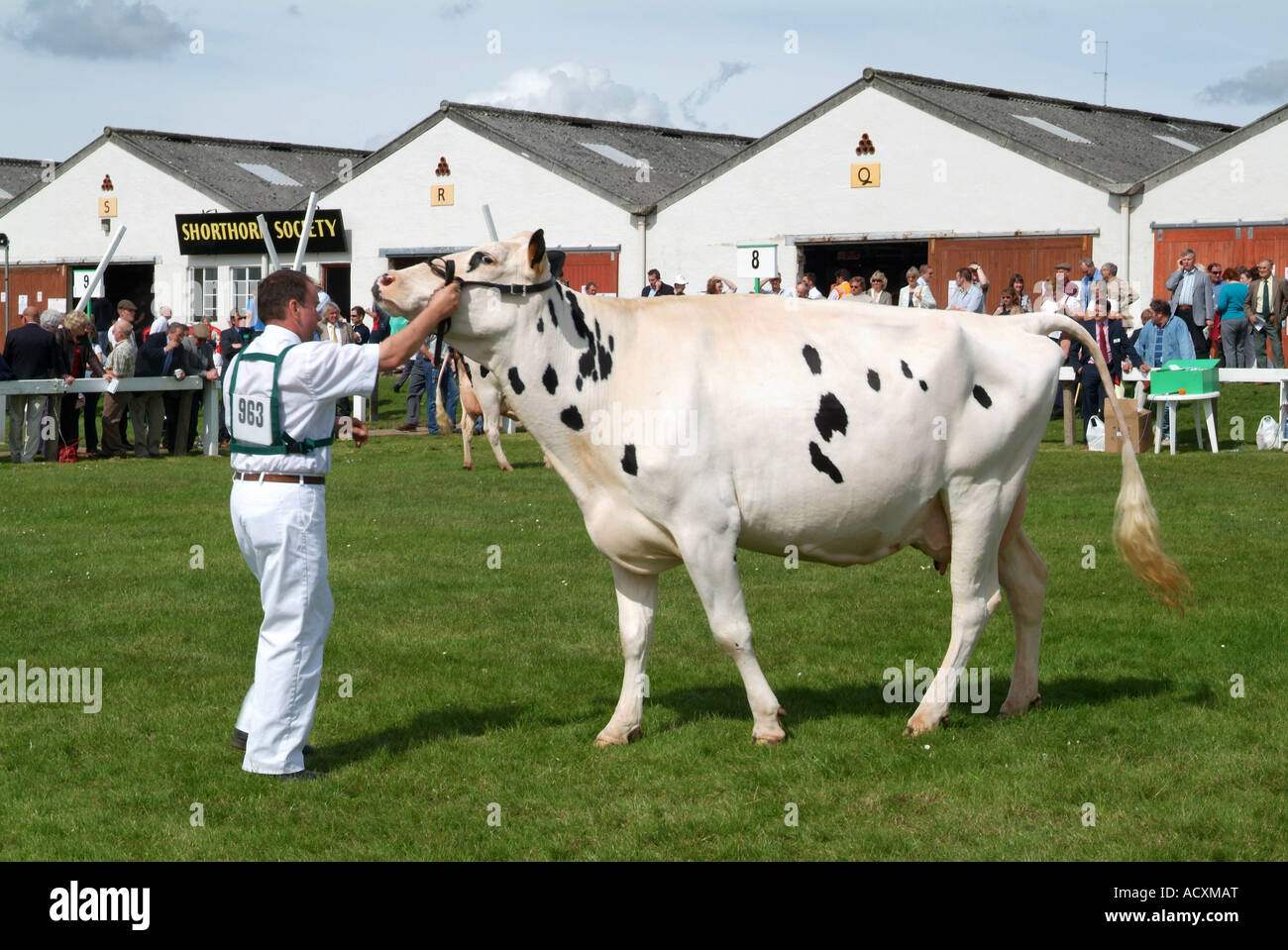Judging Cattle at the Great Yorkshire Show, Northen England, summer ...