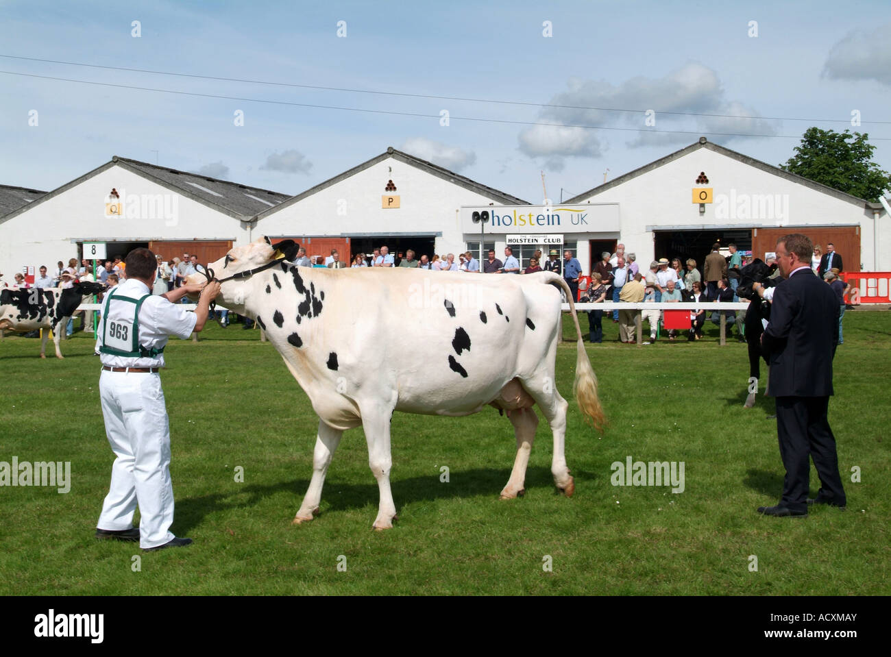 Judging Cattle at the Great Yorkshire Show, Northen England, summer ...