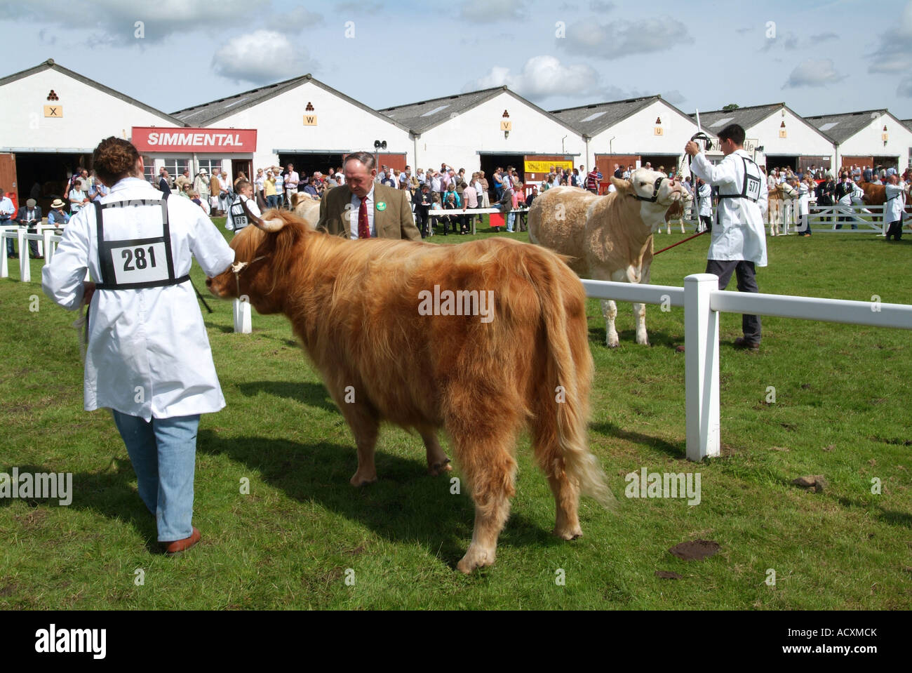 Judging Highland Cattle at the Great Yorkshire Show, Northen England ...