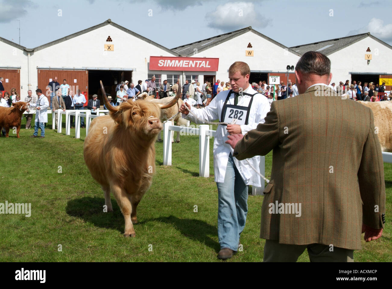 Judging Cattle at the Great Yorkshire Show, Northen England Stock Photo ...