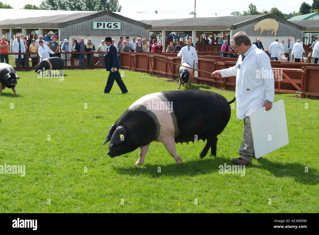 Judging Pigs at the Great Yorkshire Show, Northen England Stock Photo ...