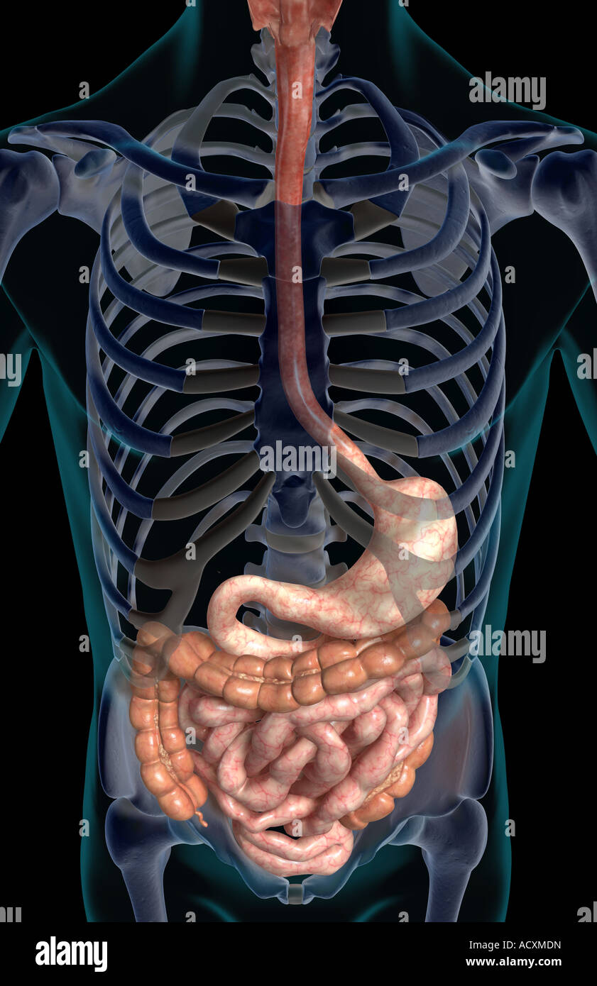 Human Digestive System High Resolution Stock Photography and Images - Alamy