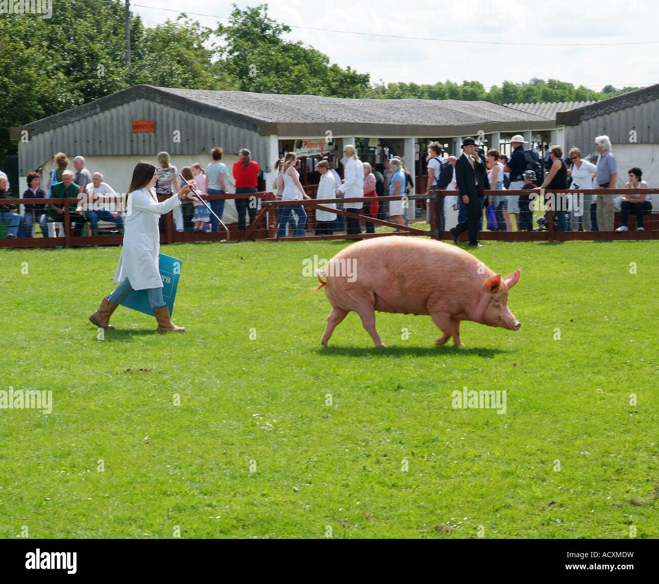Judging Pigs at the Great Yorkshire Show, Harrogate, North Yorkshire ...
