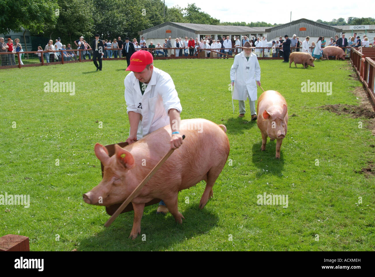 Judging Pigs at the Great Yorkshire Show, Harrogate, North Yorkshire ...