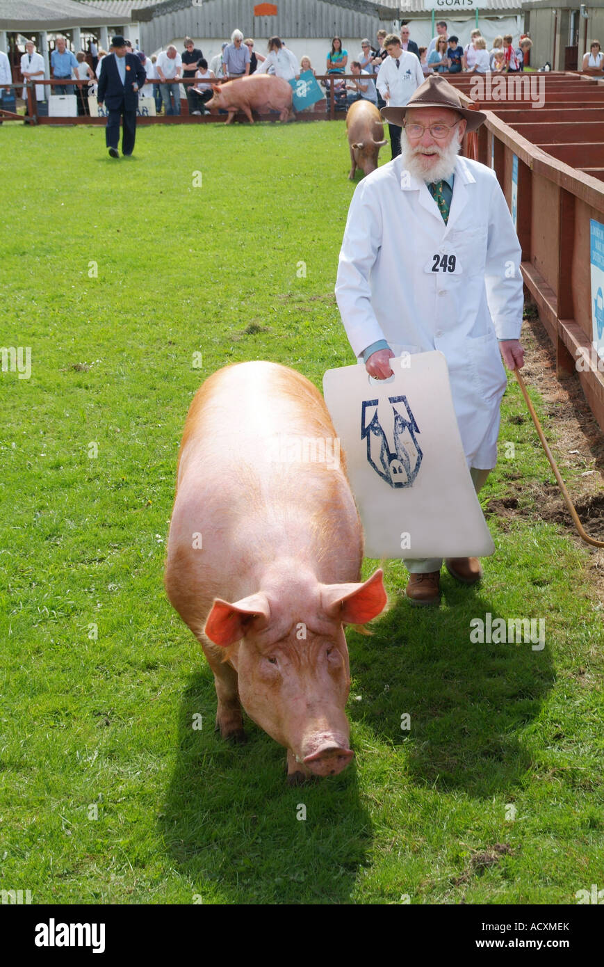 Judging Pigs at the Great Yorkshire Show, Harrogate, North Yorkshire ...