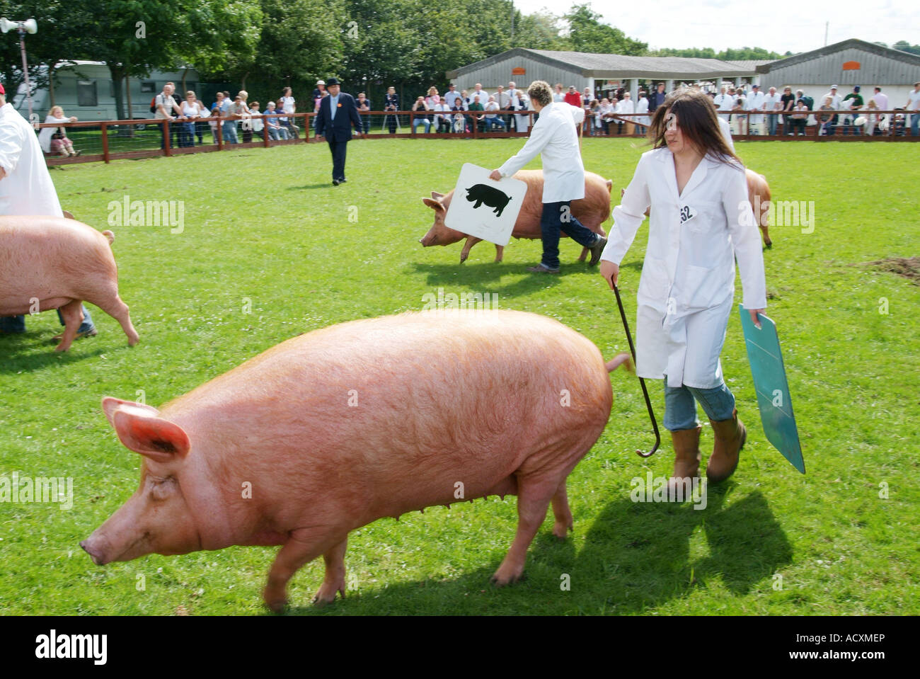 Judging Pigs at the Great Yorkshire Show, Harrogate, North Yorkshire ...