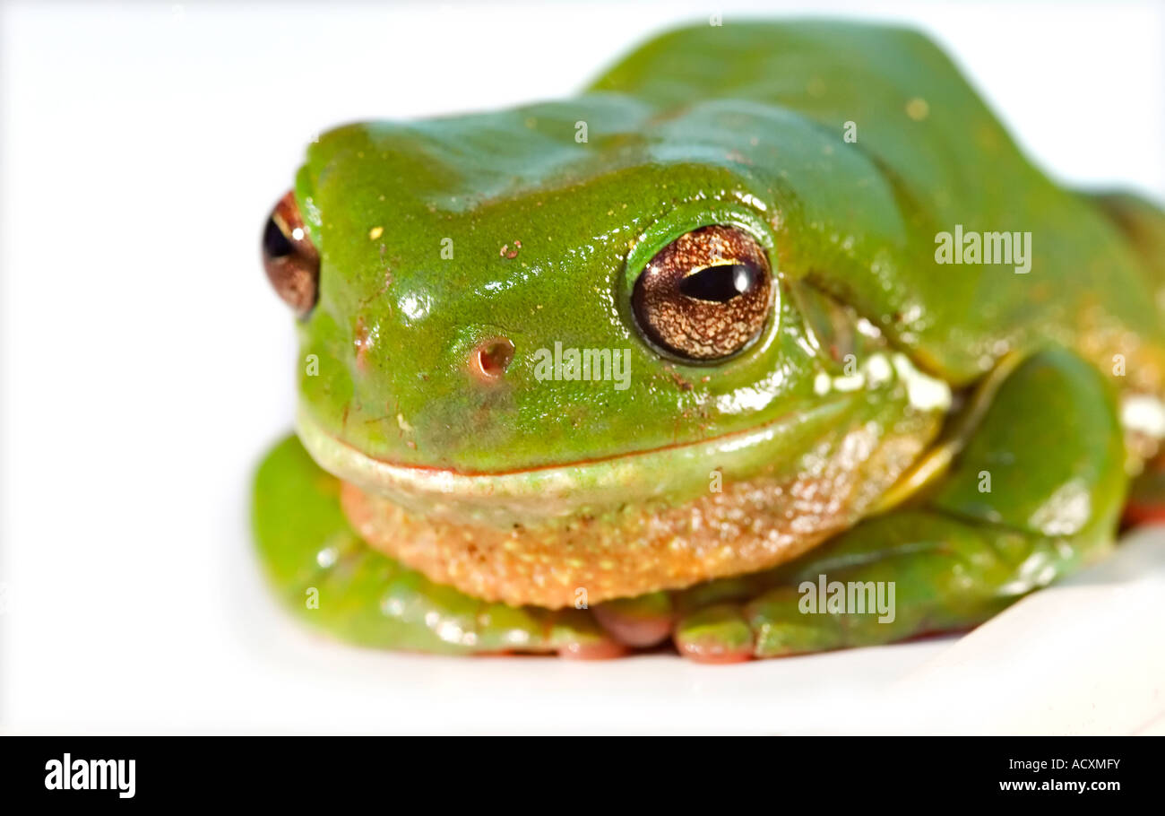 a big green tree frog litoria caerula up close and personal Stock Photo ...