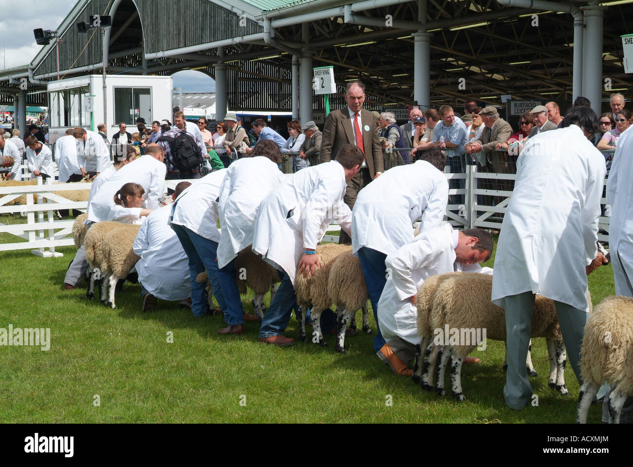 Judging Sheep at the Great Yorkshire Show, North Yorkshire, England ...
