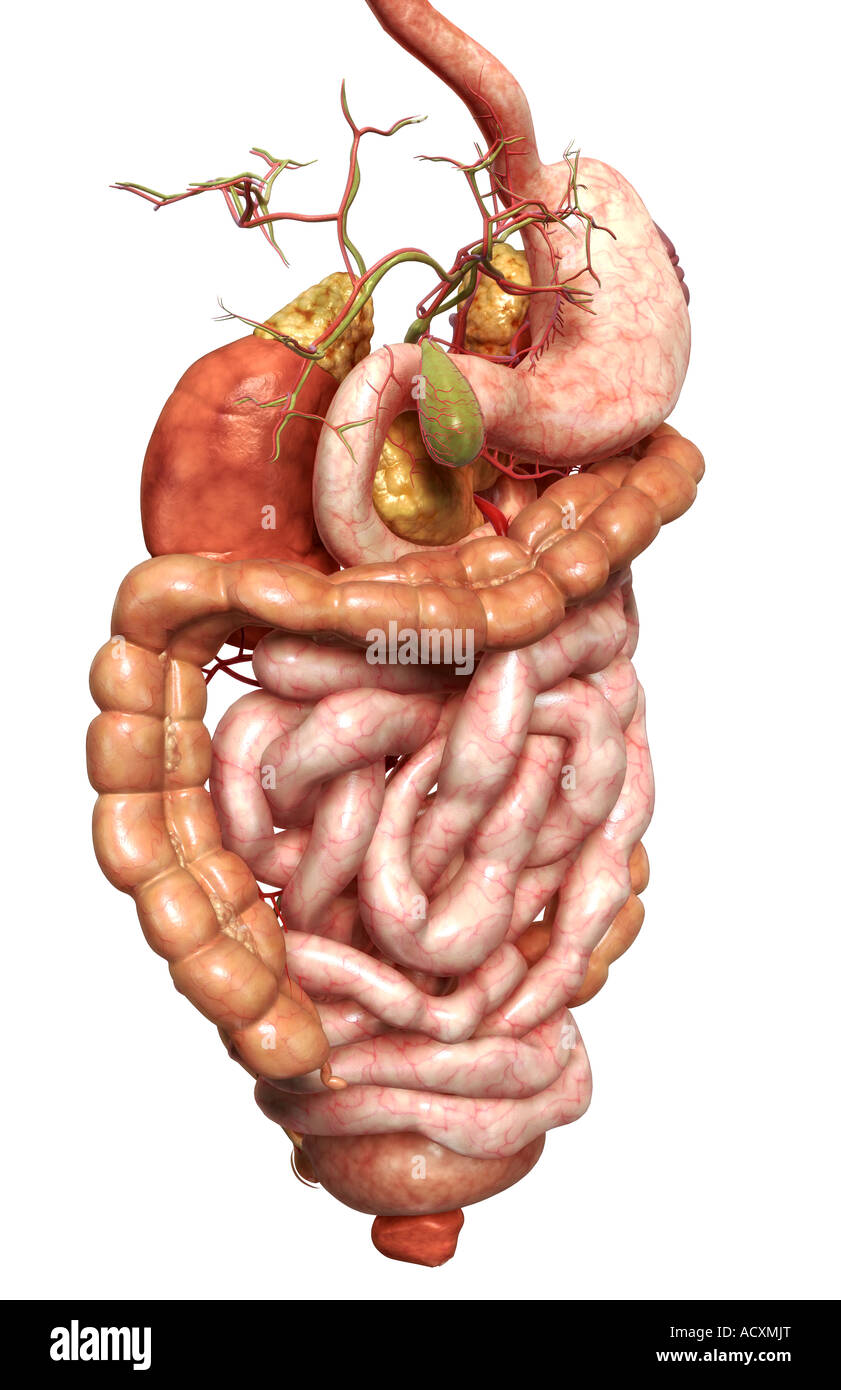 Gastric glands hi-res stock photography and images - Alamy