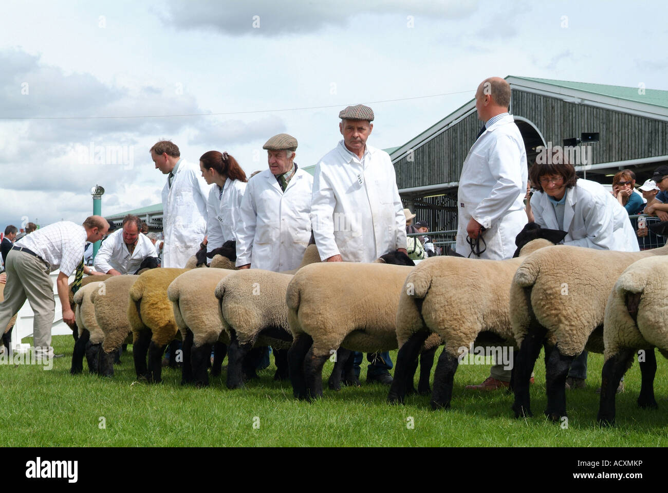 Sheep Livestock Judging at Corazon Stafford blog
