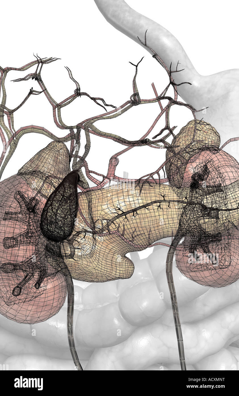 Accessory digestive organs Stock Photo - Alamy