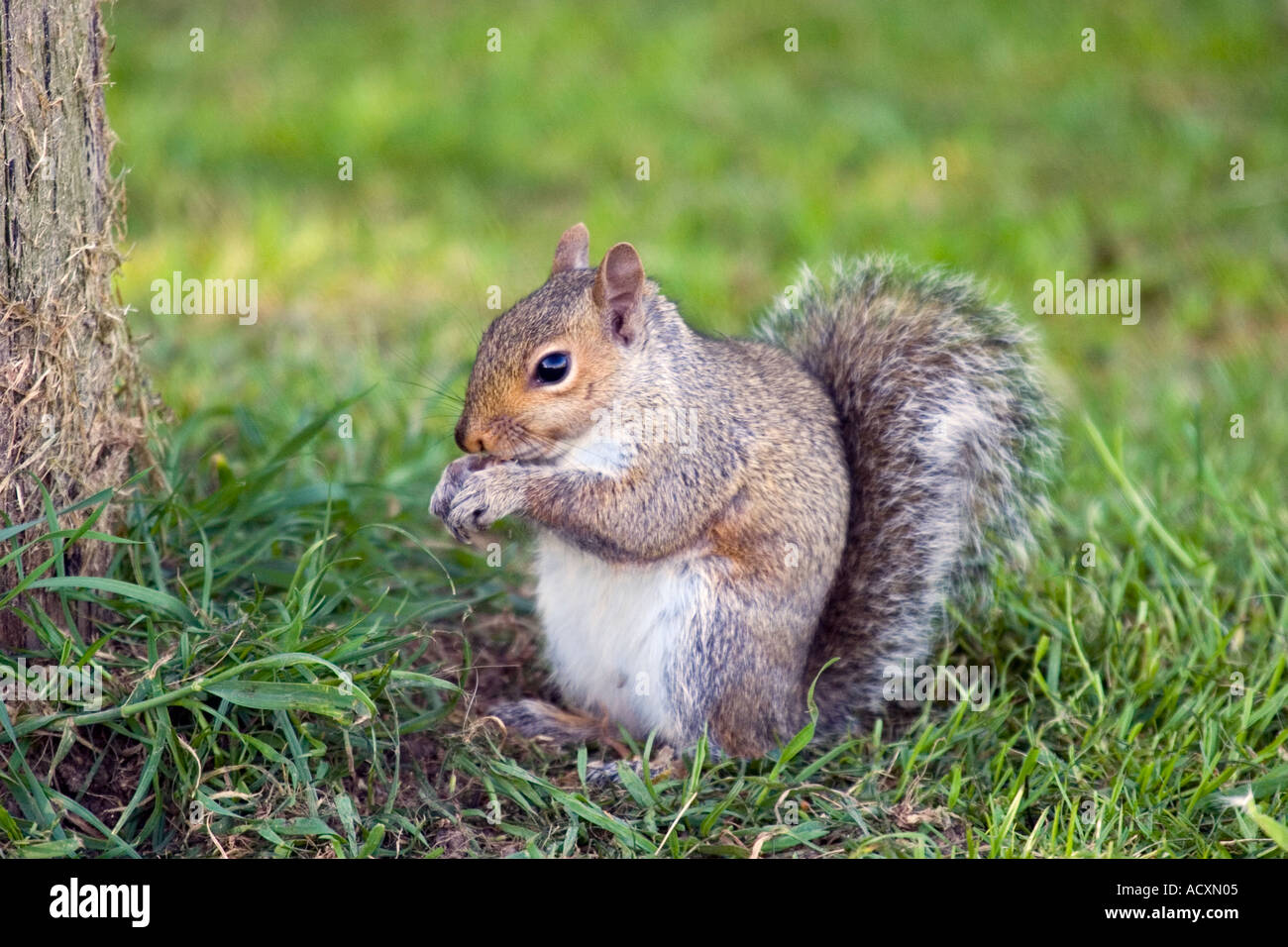 Feeding ground forest hi-res stock photography and images - Alamy