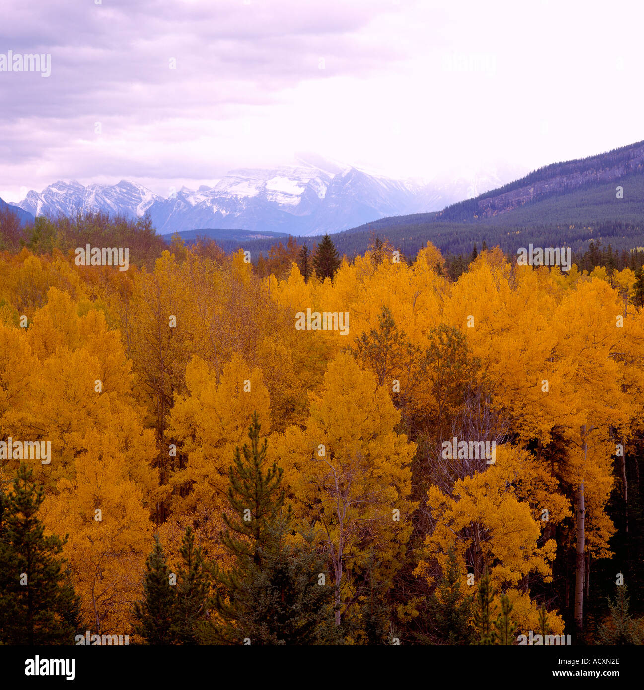 Quivering aspen hi-res stock photography and images - Alamy
