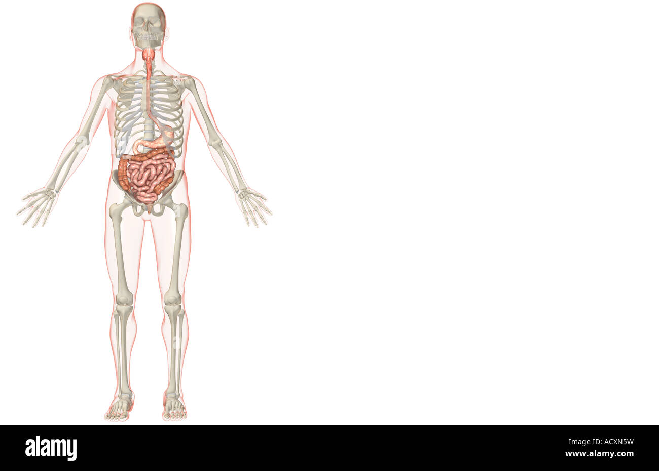 The digestive system Stock Photo - Alamy