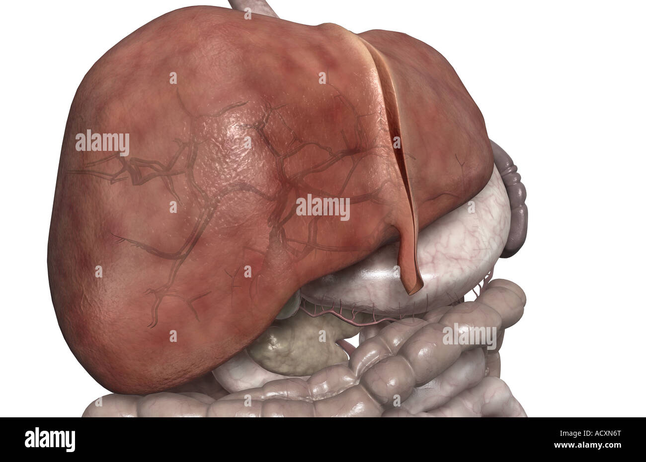 Hepatic artery liver hi-res stock photography and images - Alamy
