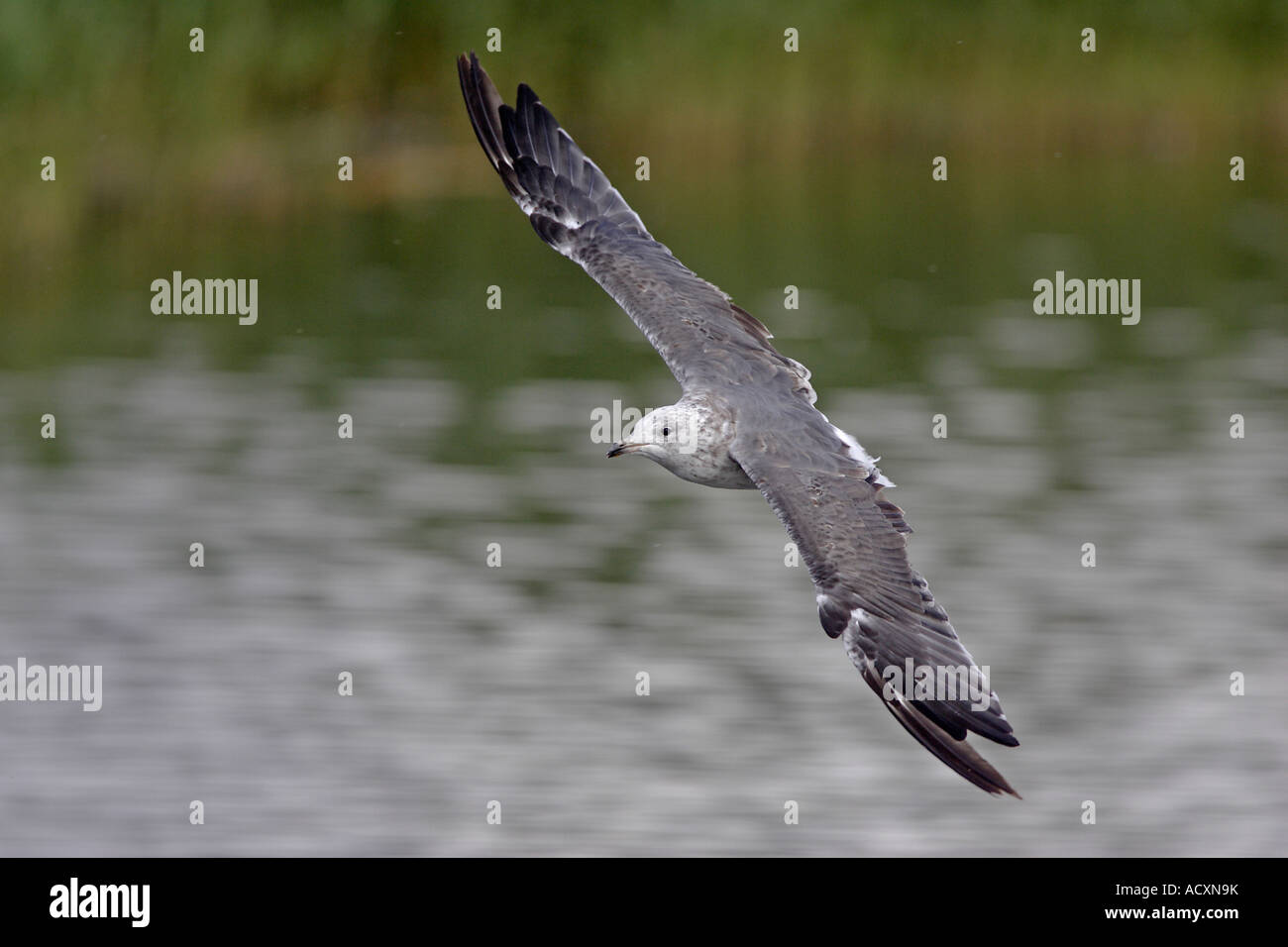 Immature Lesser Black backed gull in flight Stock Photo - Alamy