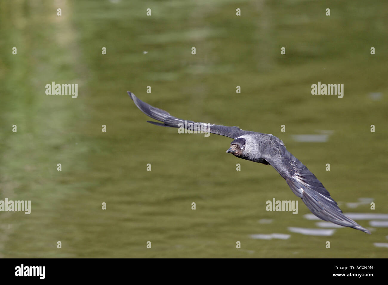 Flight over water hi-res stock photography and images - Alamy