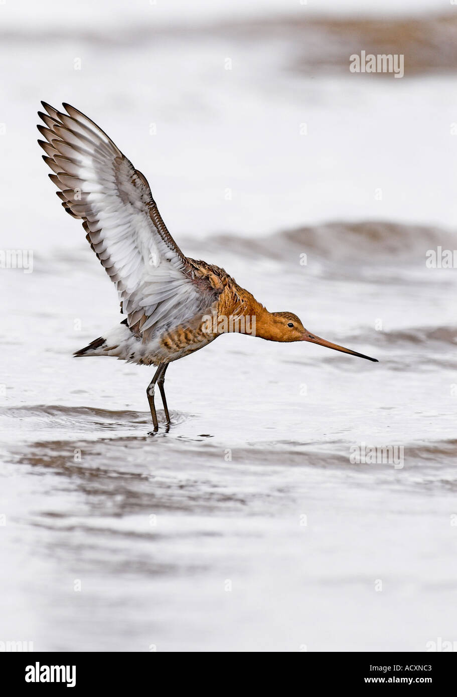 Black Tailed Godwit (Limosa limosa) STRETCHED WINGS UP, in red breeding ...