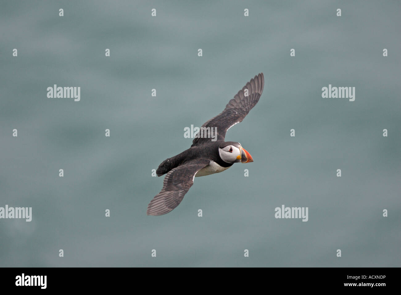 Puffin flying over sea Stock Photo - Alamy