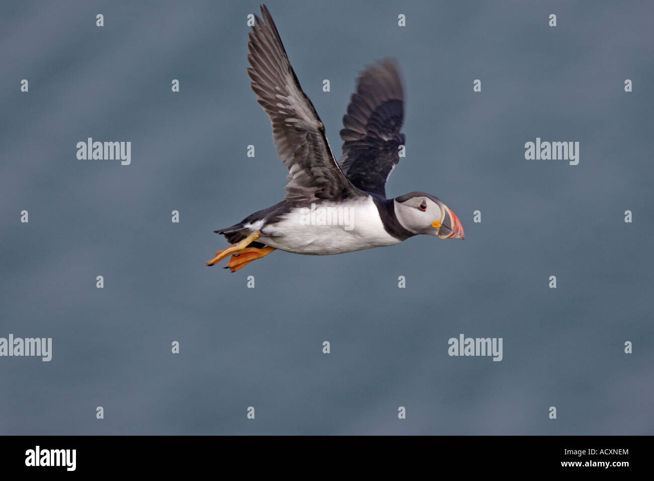 Puffin flying over sea Stock Photo - Alamy