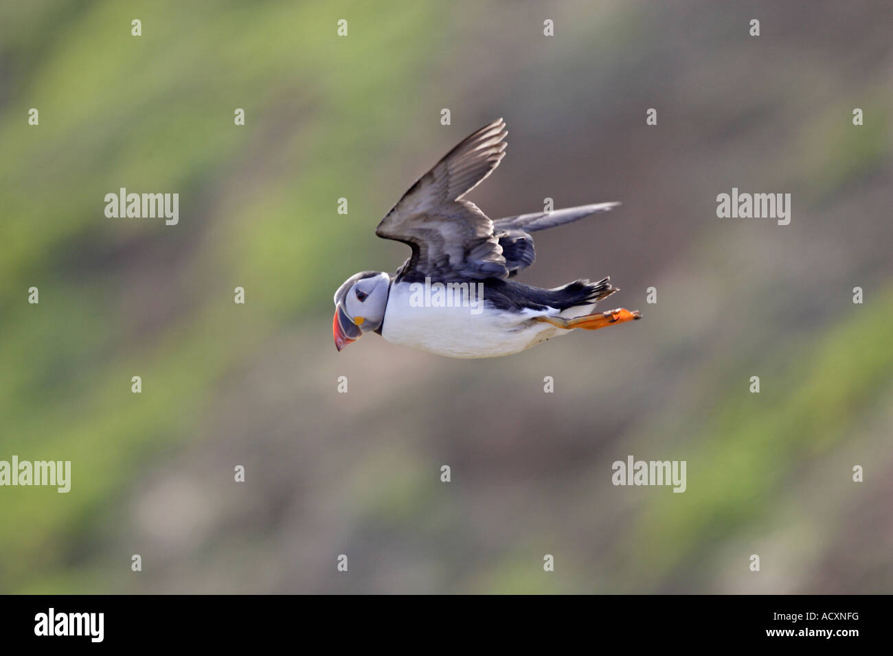 Puffin flying over cliffs hi-res stock photography and images - Alamy