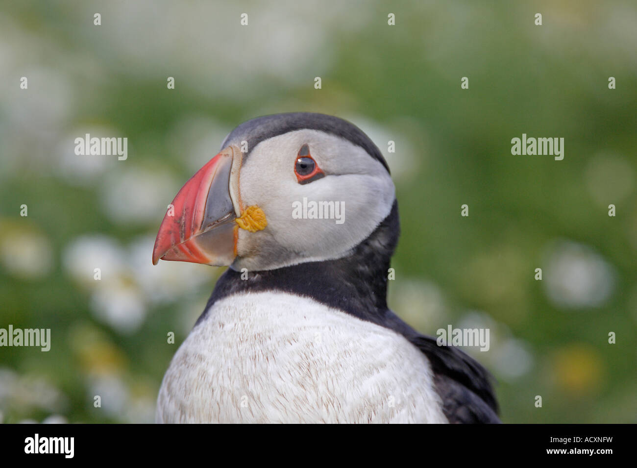 Puffin head hi-res stock photography and images - Alamy