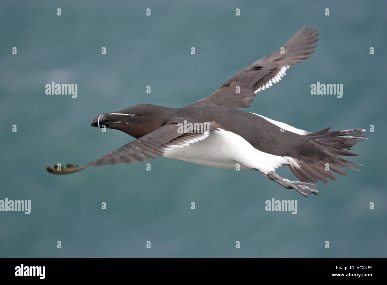 Razorbill in flight over sea Stock Photo - Alamy