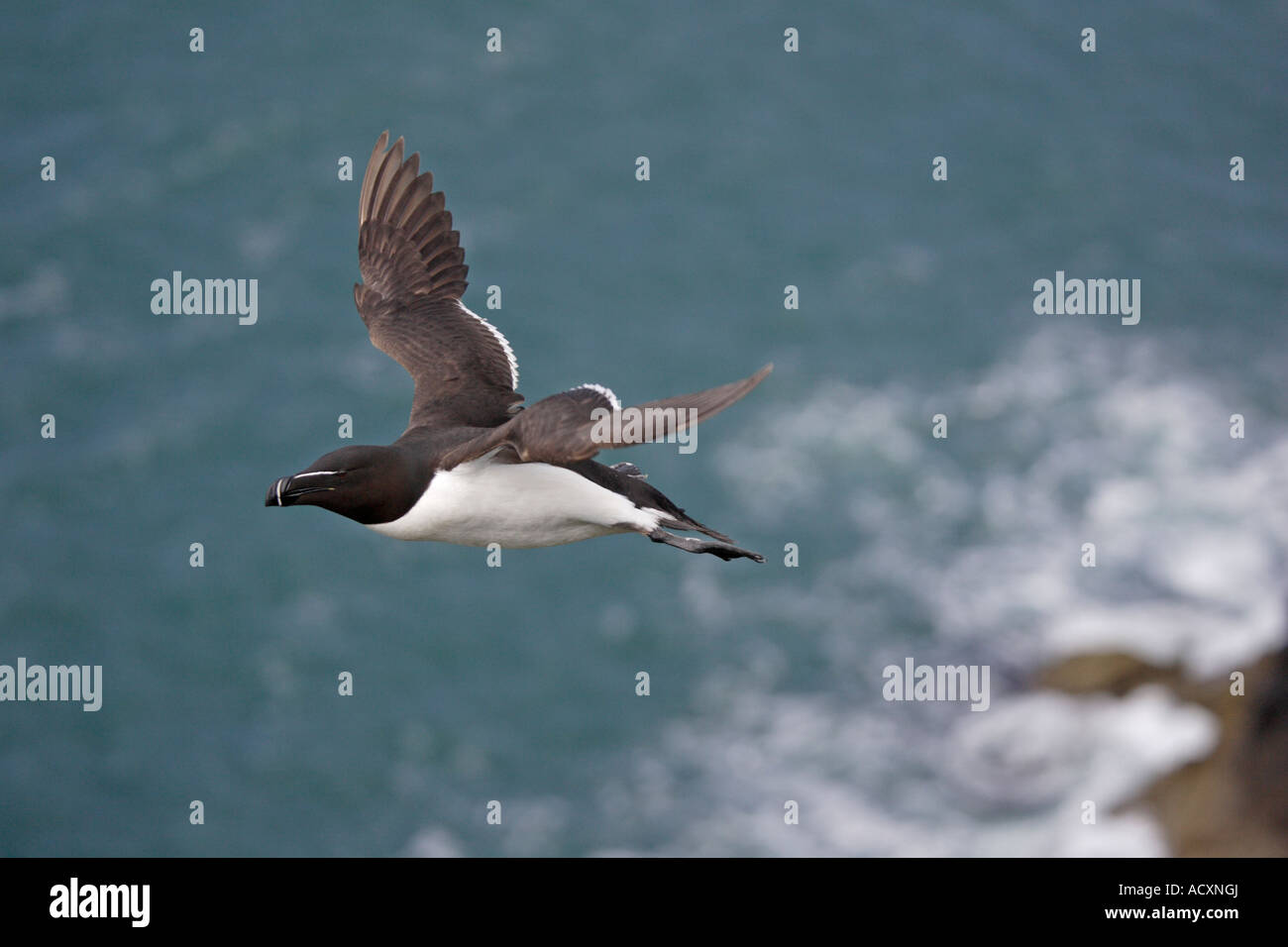 Razorbill in flight over sea Stock Photo - Alamy