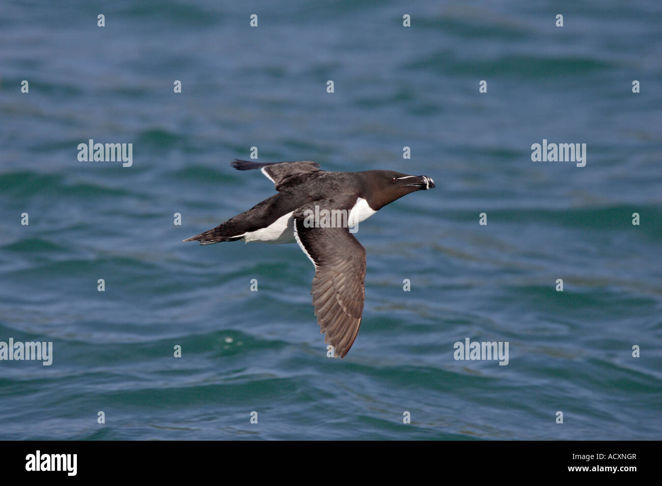 Razorbill in flight over sea Stock Photo - Alamy