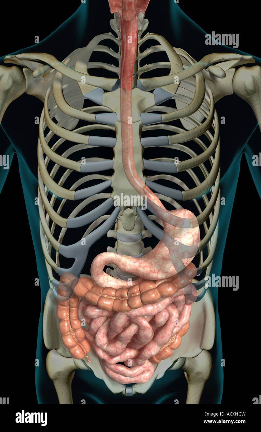 The digestive system Stock Photo - Alamy