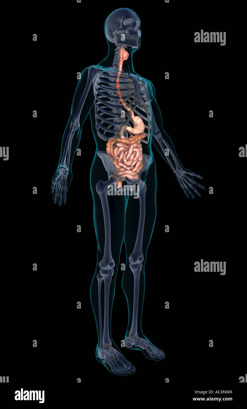 Side view the small intestine and the large intestine hi-res stock ...