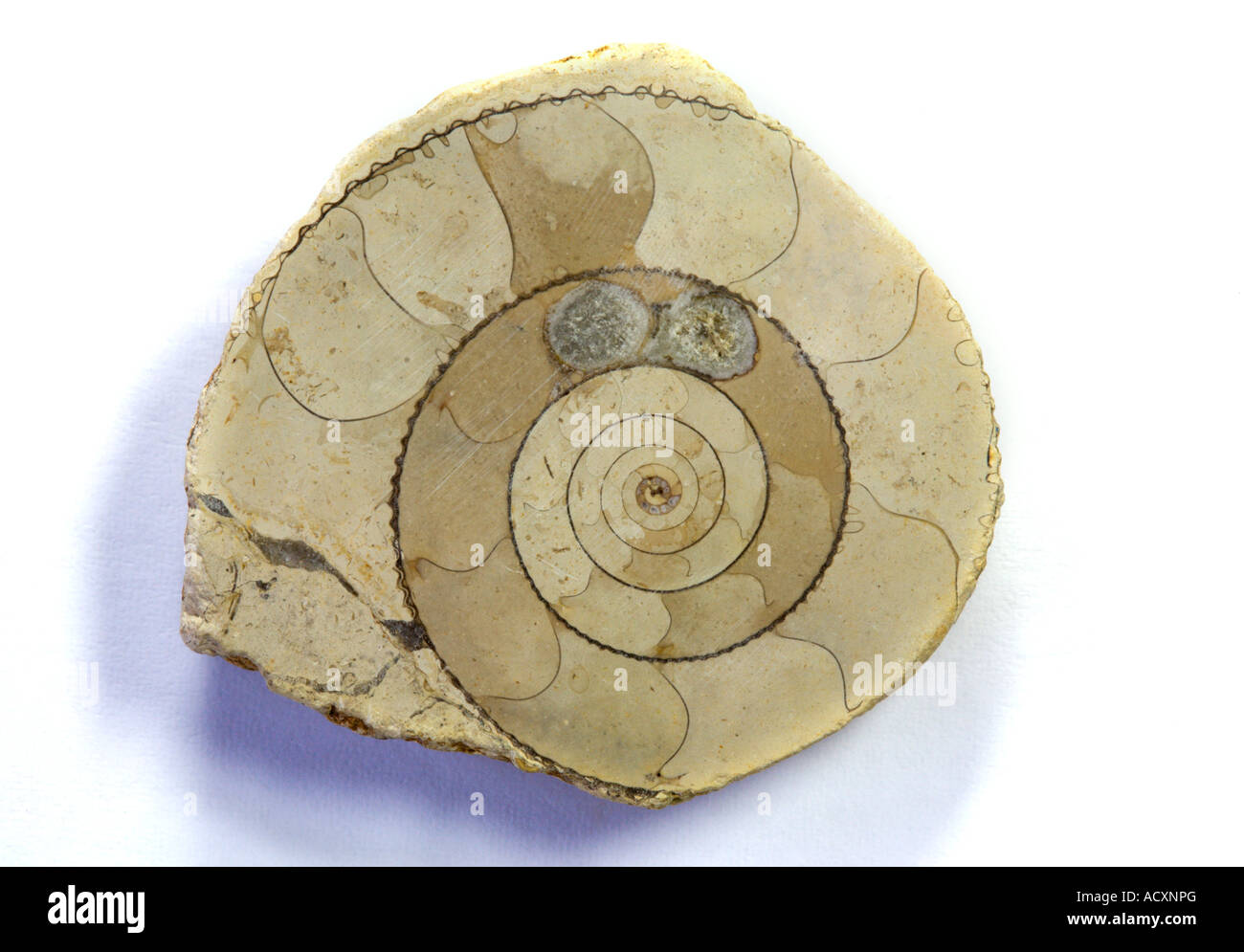 Prehistoric stone fossilized ammonite hi-res stock photography and ...