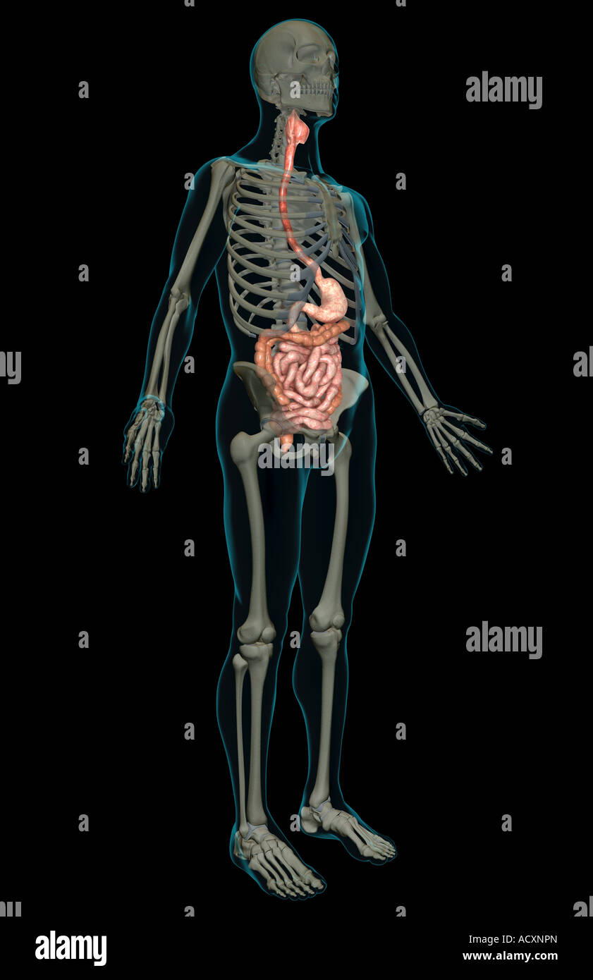 Side view the small intestine and the large intestine hi-res stock ...