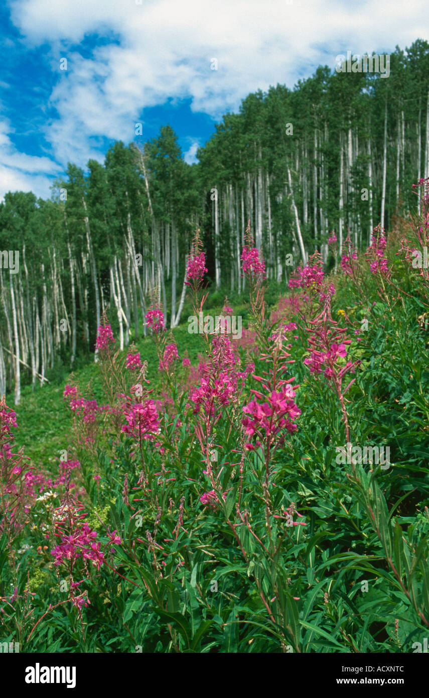 Wildflowers Fireweed (chamerium augustifolium) Steamboat Springs ...