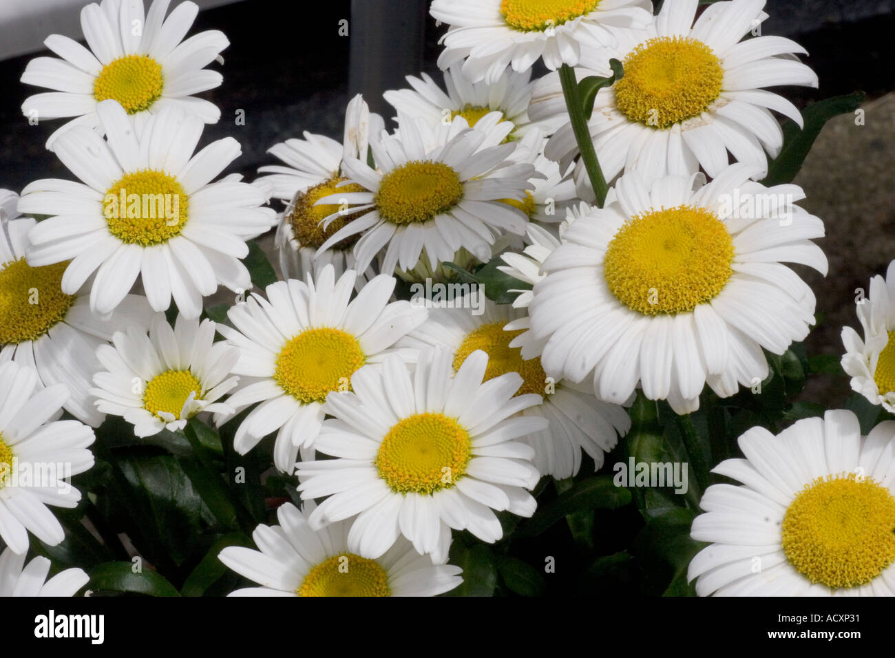 Dwarf Snow Daisy Margarite leucanthemum Stock Photo - Alamy
