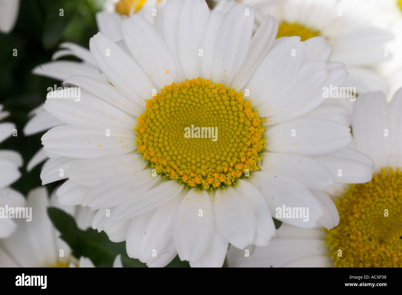Dwarf Snow Daisy Margarite leucanthemum Stock Photo - Alamy
