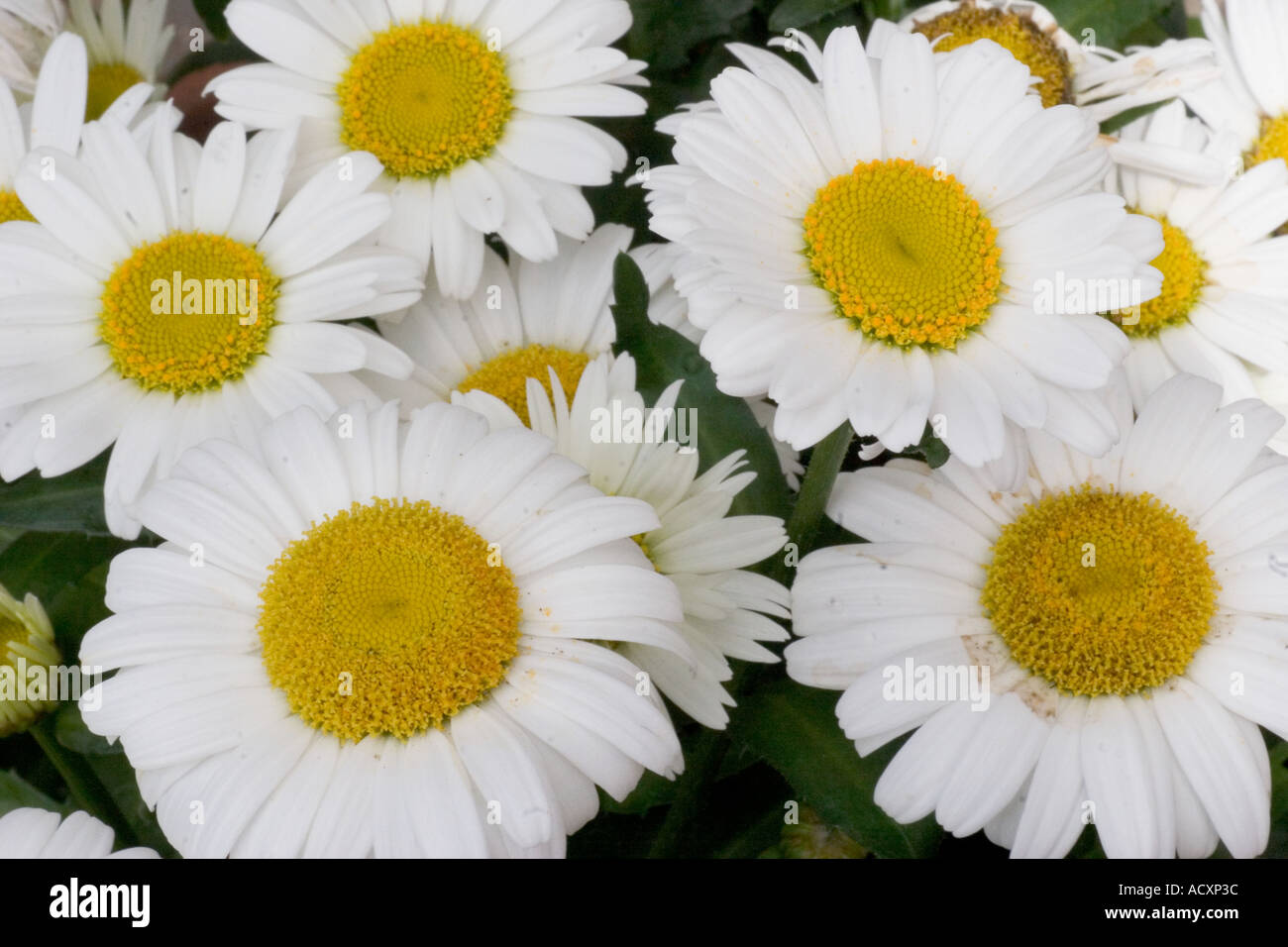 Dwarf Snow Daisy Margarite leucanthemum Stock Photo - Alamy
