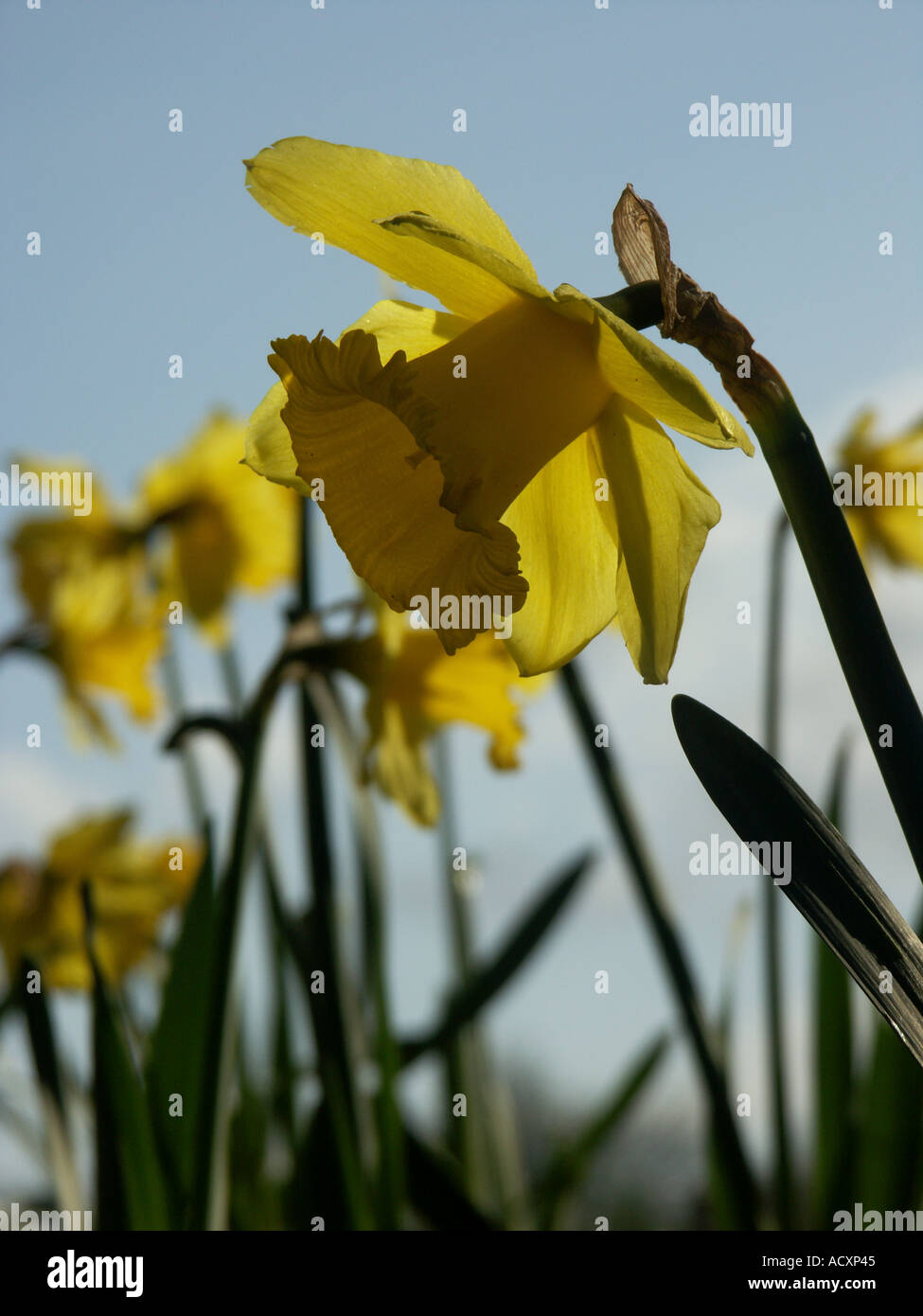 Yellow Daffodils, the iconic flower of the British season of Spring ...
