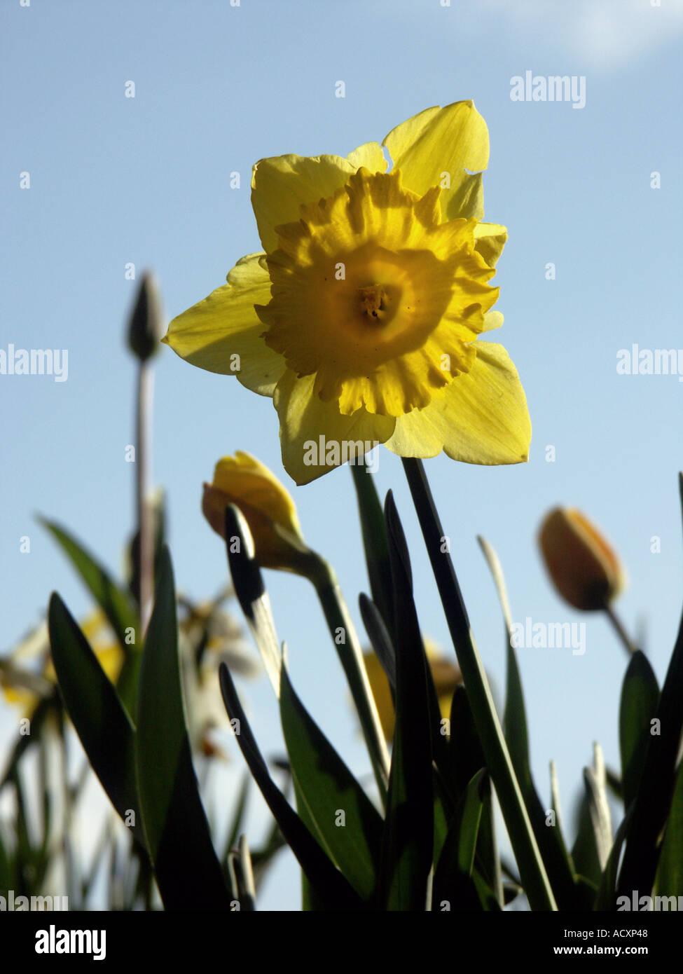 Yellow Daffodils, the iconic flower of the British season of Spring ...
