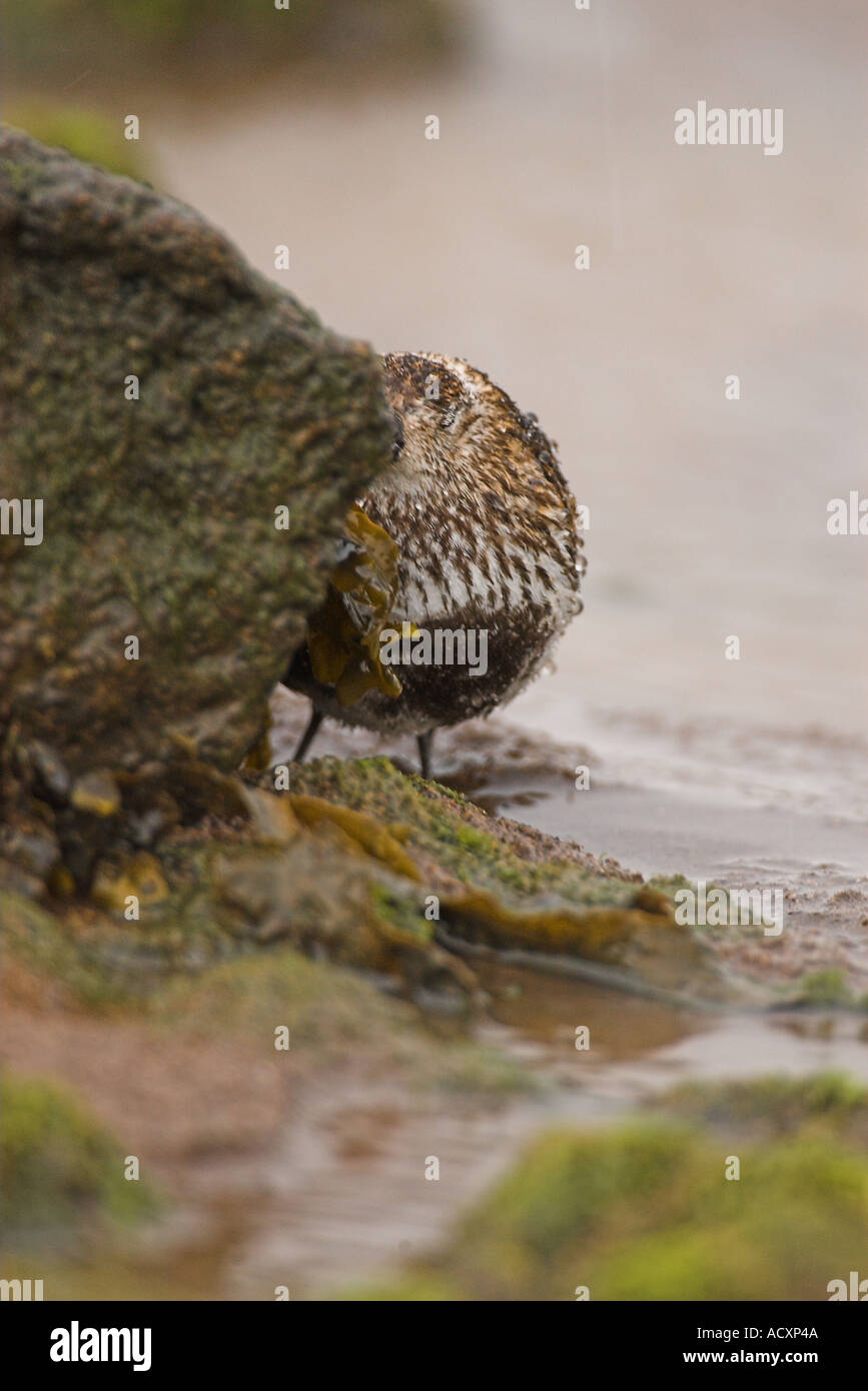 DUNLIN (Calidris alpina) sheltering from the storm behind a rock on the ...