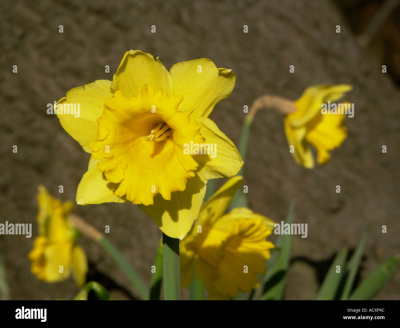Yellow Daffodils, the iconic flower of the British season of Spring ...