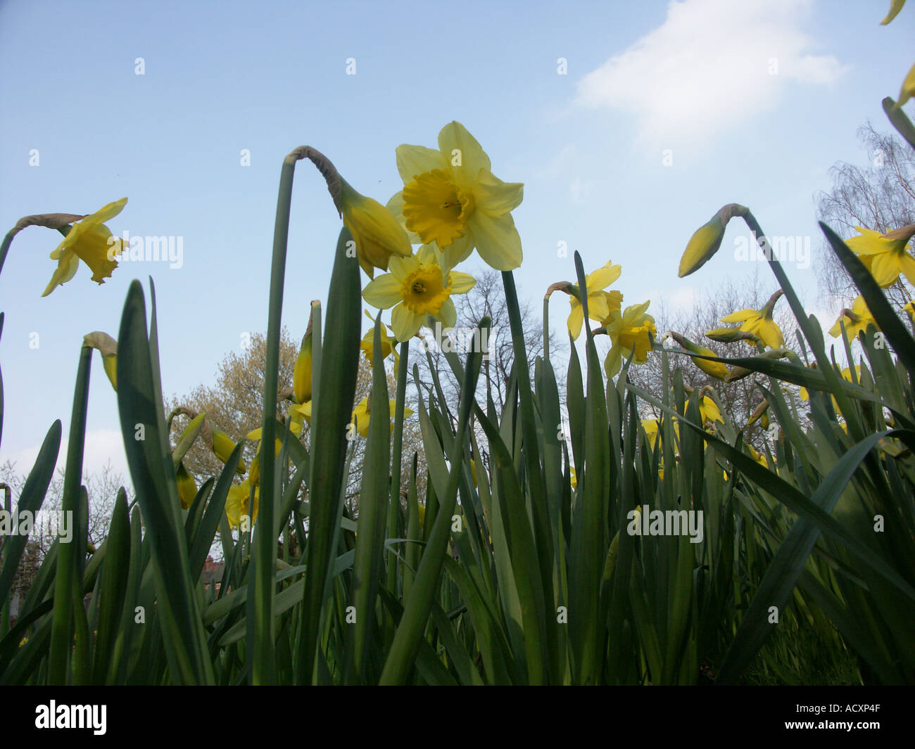 Yellow Daffodils, the iconic flower of the British season of Spring ...