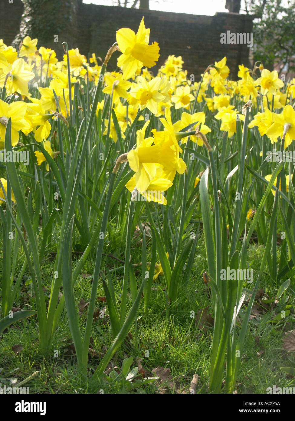 Yellow Daffodils, the iconic flower of the British season of Spring ...