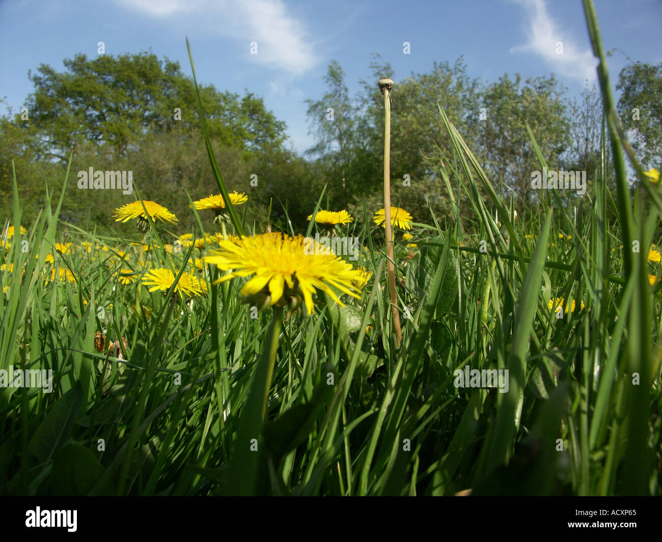 Dandelion flowers from low angle Stock Photo - Alamy